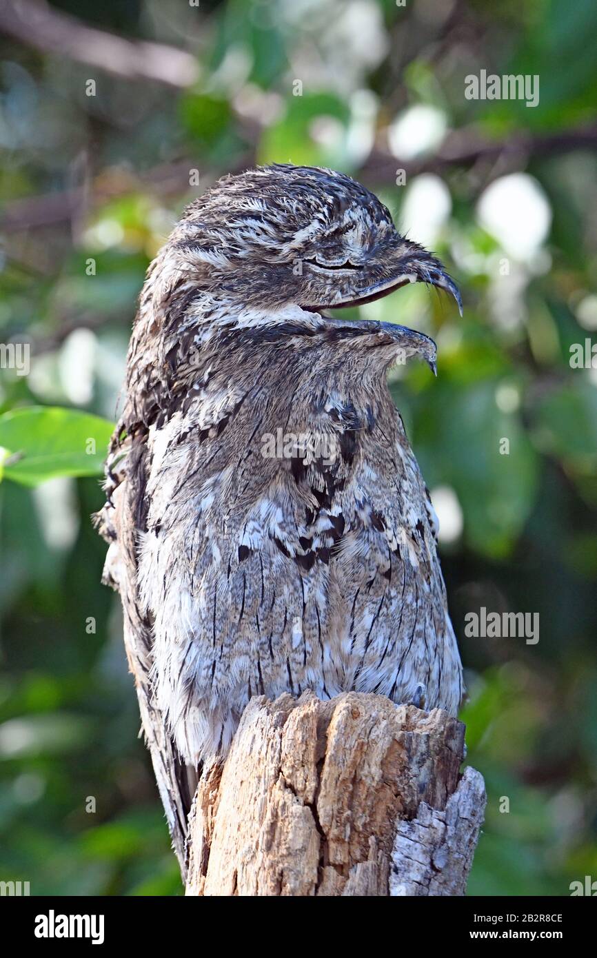 Super potoo Banque de photographies et d’images à haute résolution - Alamy