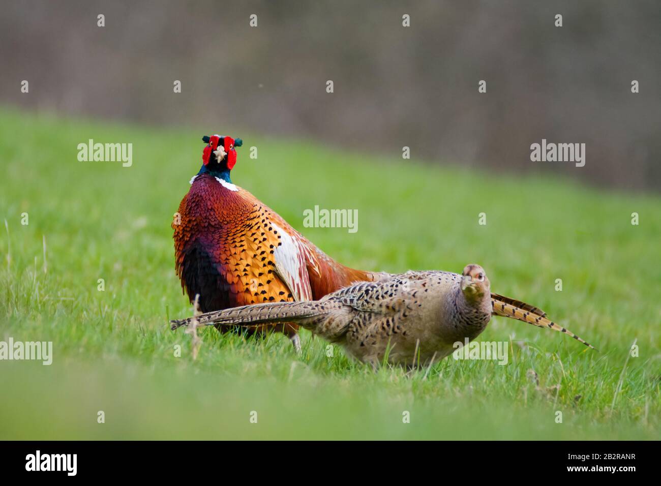 Couple de faisan Banque de photographies et d’images à haute résolution ...