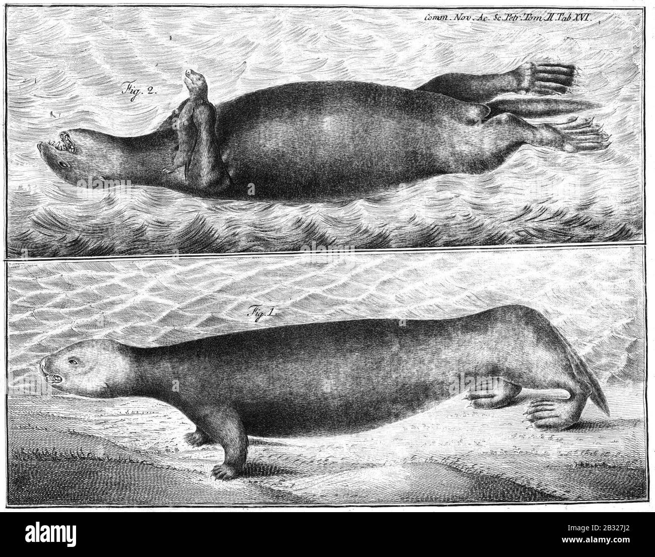 Georg steller Banque de photographies et d’images à haute résolution ...