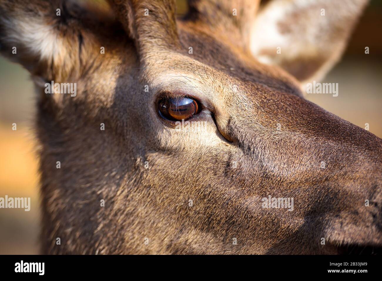 Macro oeil de cerf Banque de photographies et d’images à haute ...