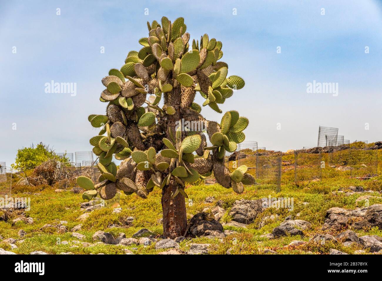 Équateur, archipel des Galapagos, classé au patrimoine mondial par l ...