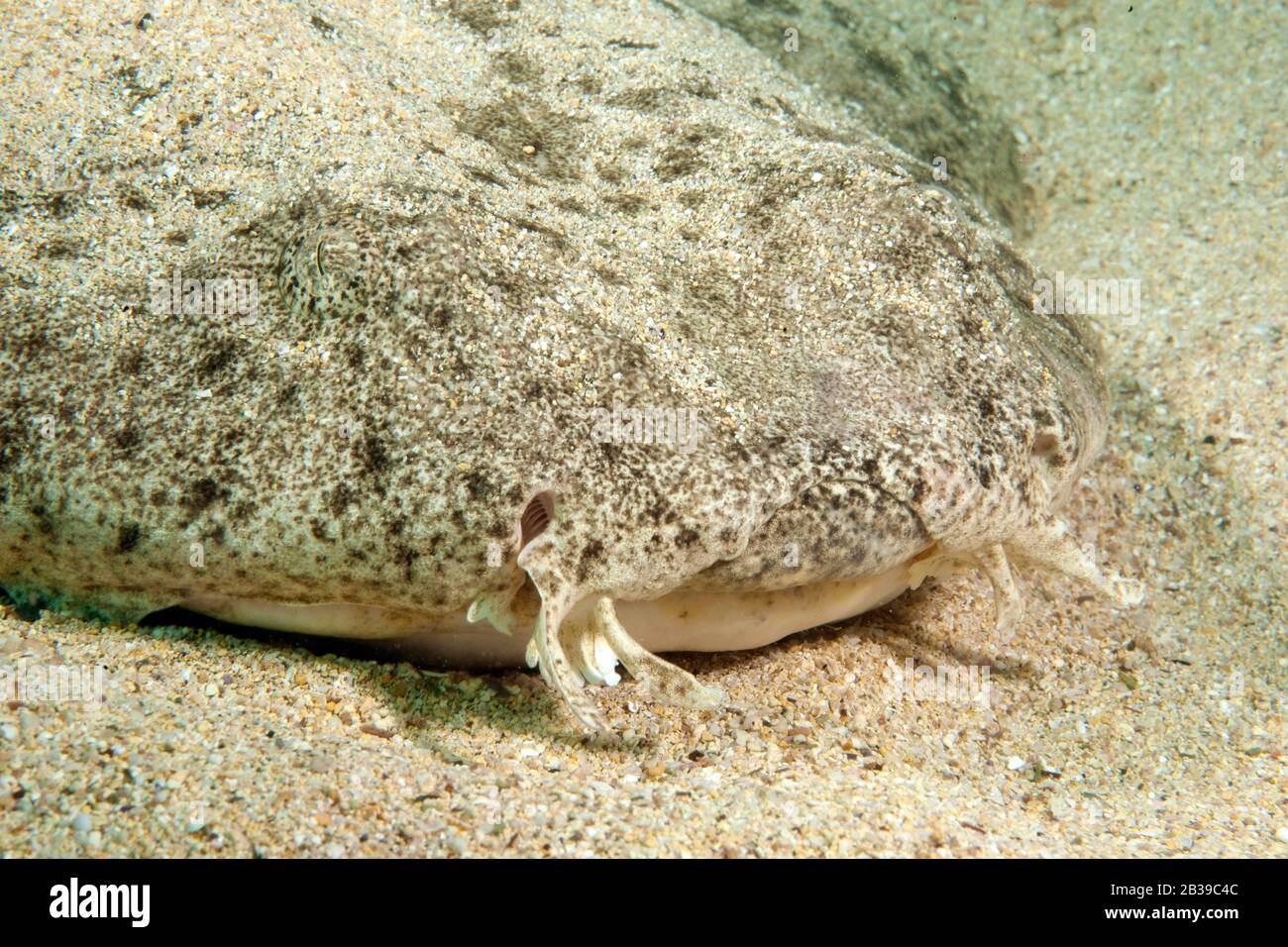 Requin ange Banque de photographies et d’images à haute résolution - Alamy