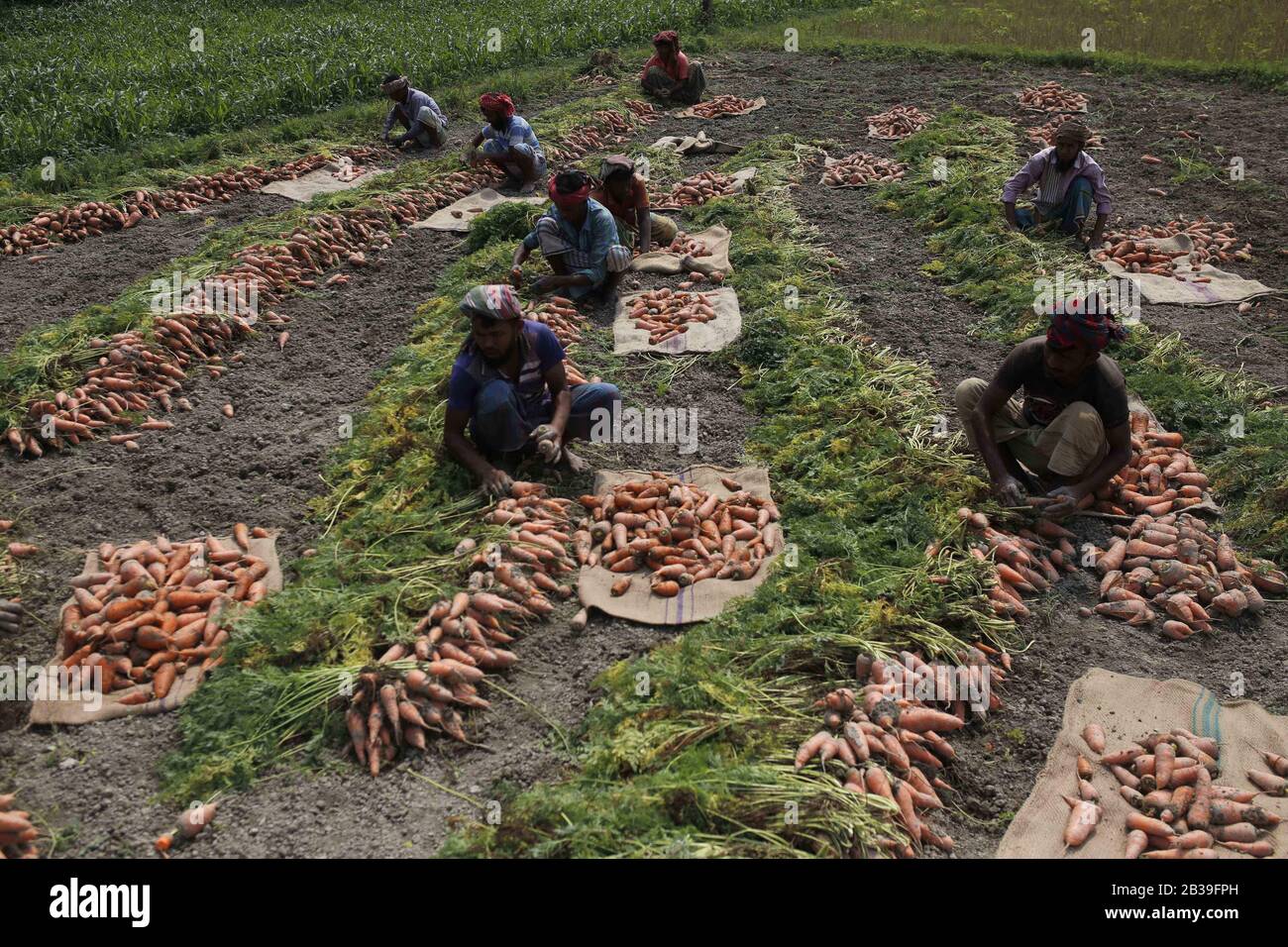 Dhaka, Bangladesh. 5 mars 2020. Les travailleurs trie les carottes dans ...