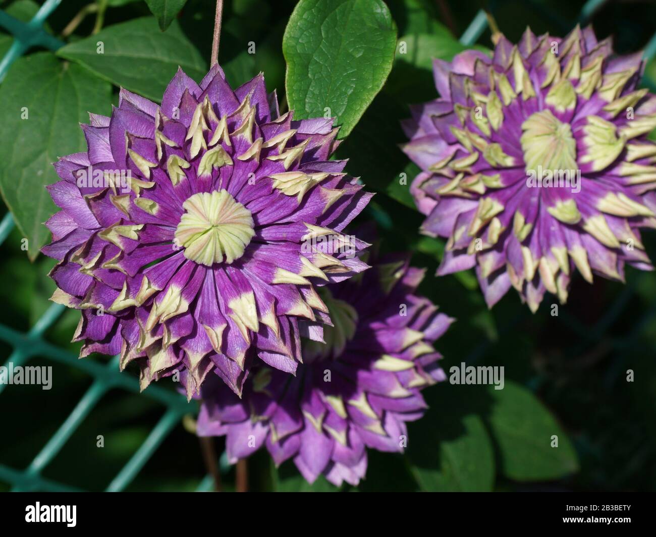 Pétales aux pointes vertes Banque de photographies et d’images à haute ...