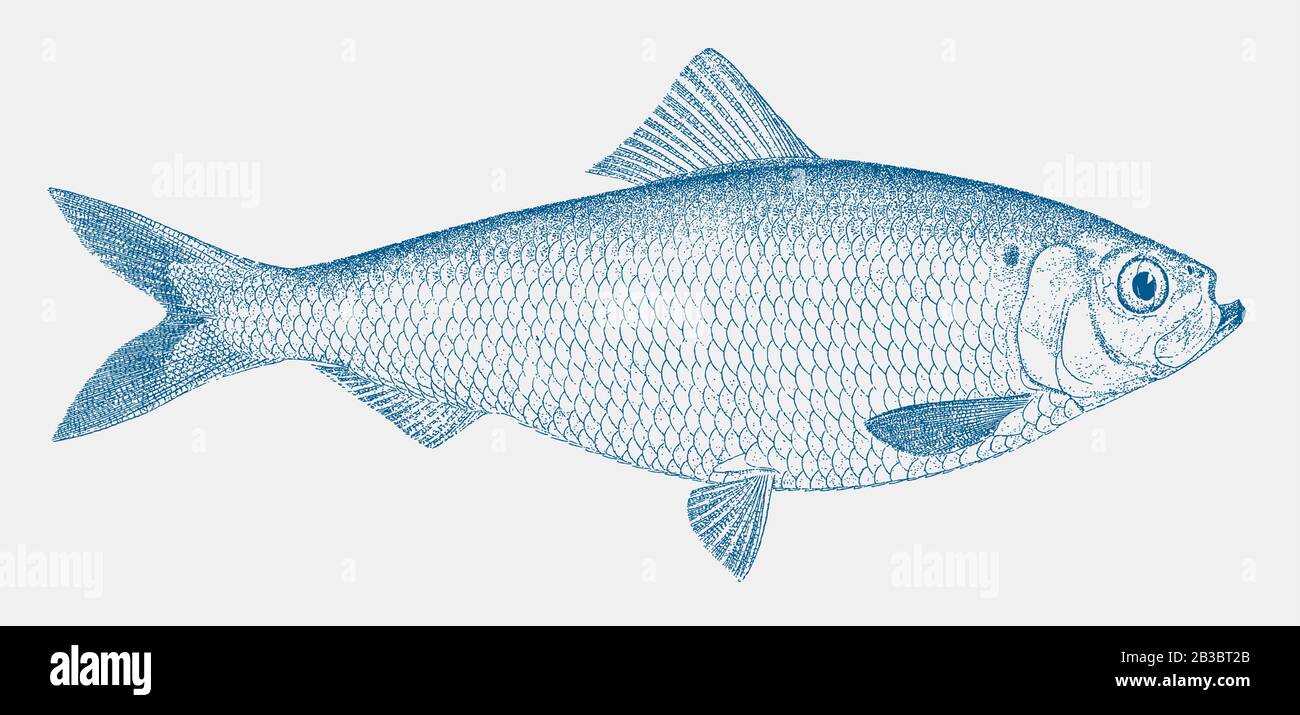 Alosa pseudoharengus Banque d'images vectorielles - Alamy