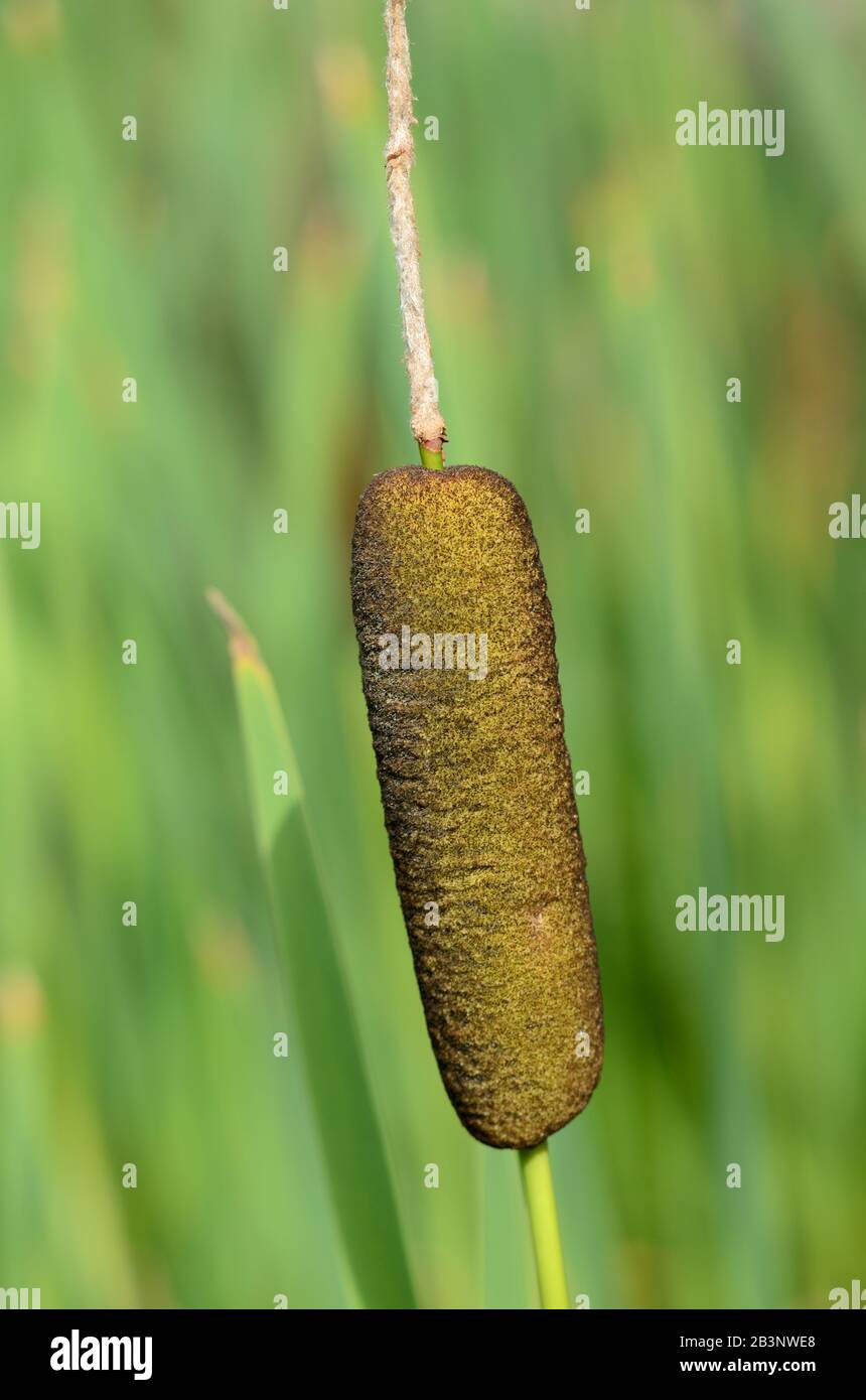 Typha latigolia Banque de photographies et d’images à haute résolution ...
