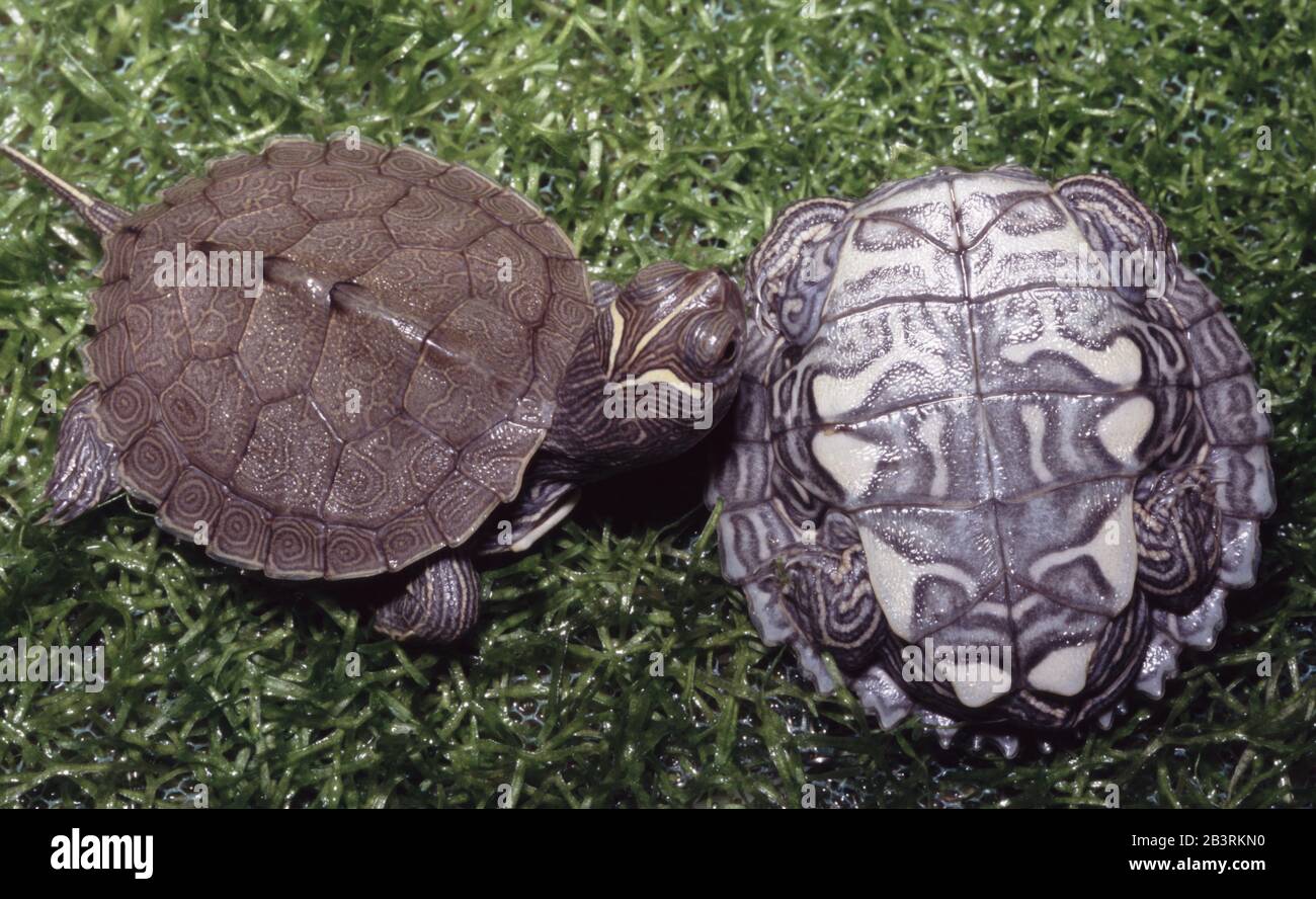 Graptemys pseudogeographica Banque de photographies et d’images à haute ...