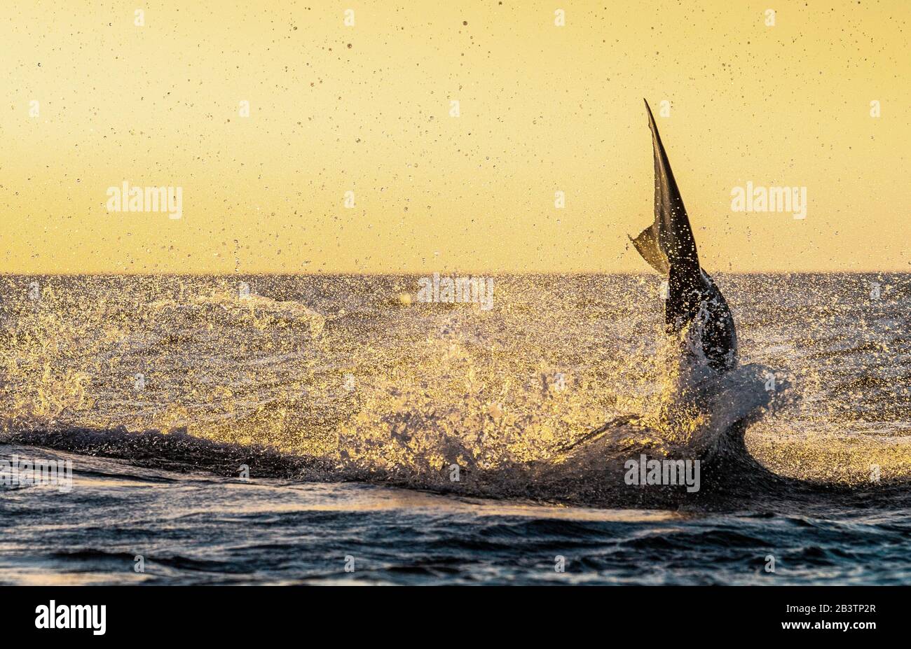 Queue De Requin Blanc. La phase du saut de requin. Ciel rouge du lever ...