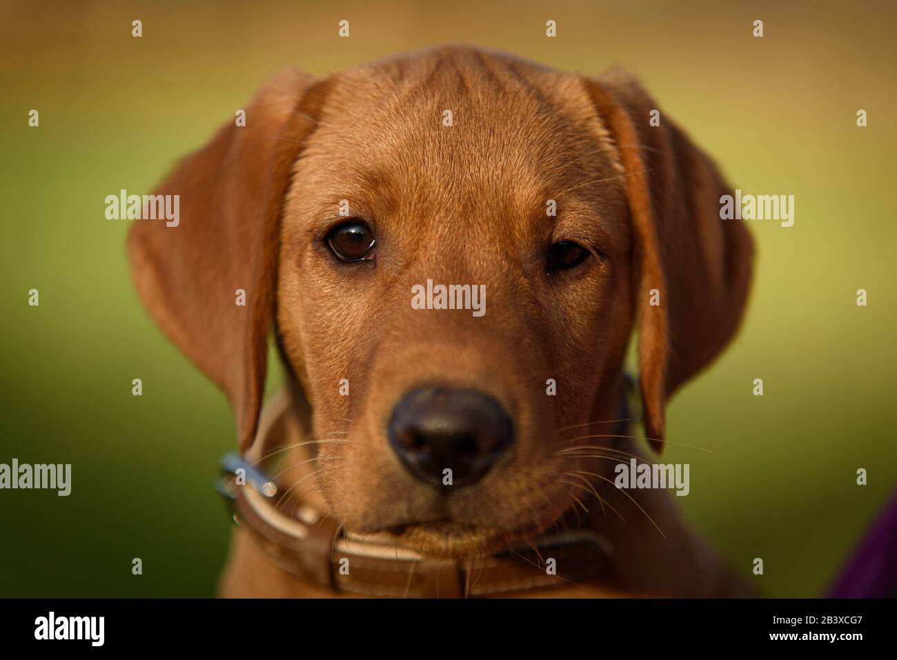 Renard labrador retriever rouge Banque de photographies et d’images à ...