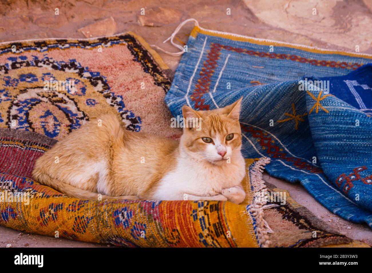 Race de chat marocain Banque de photographies et d’images à haute ...