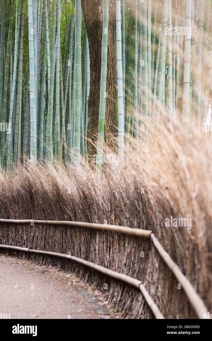Forêt de bambous d'arashiyama Banque de photographies et d’images à haute résolution - Alamy