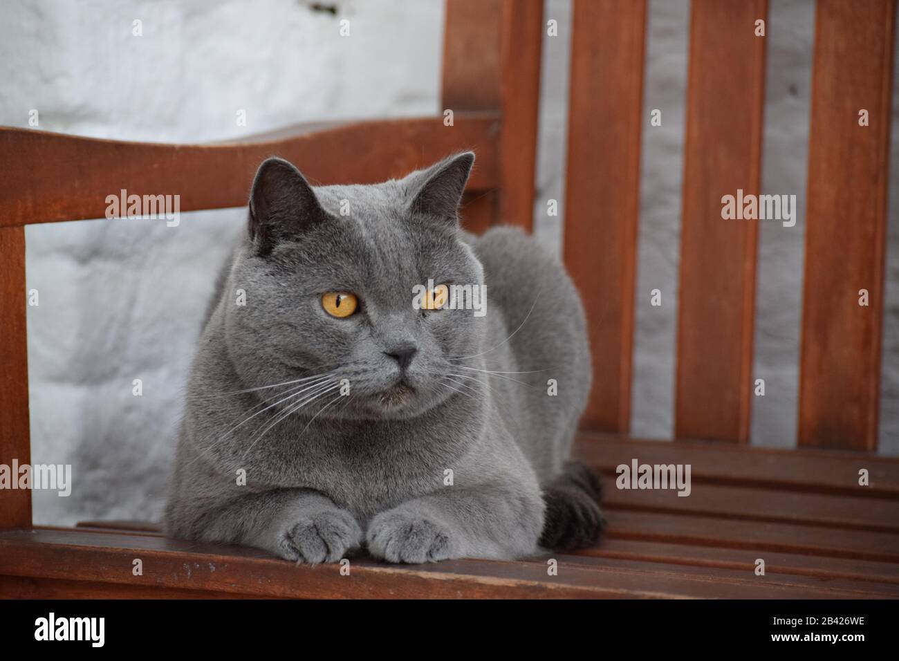 Yeux Intenses Banque d'image et photos - Alamy
