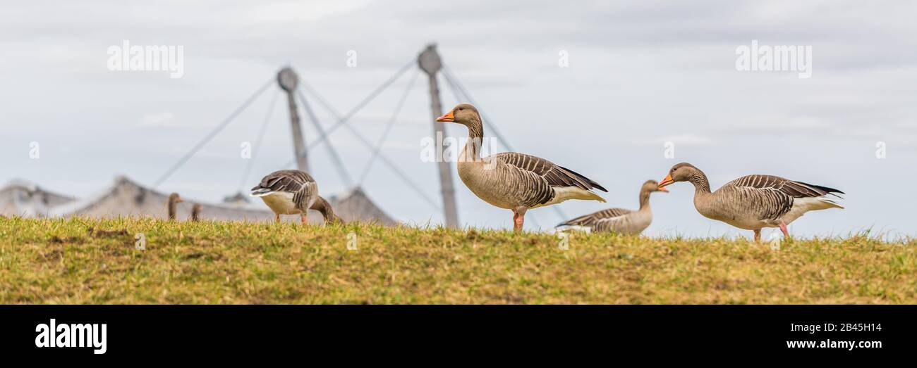 Groupe d'oies qui broutage dans un pré de l'Olympiapark. Dans les ...