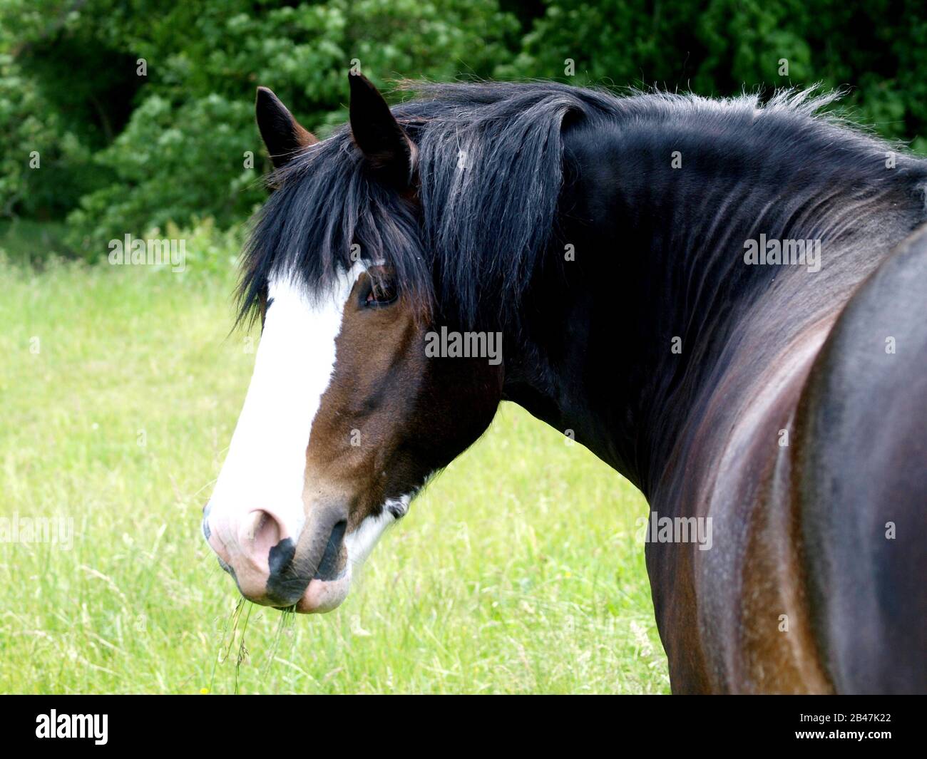 Cheval shire dans le paddock Banque de photographies et d’images à ...