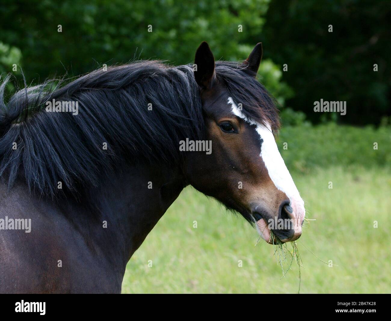 Cheval shire dans le paddock Banque de photographies et d’images à ...