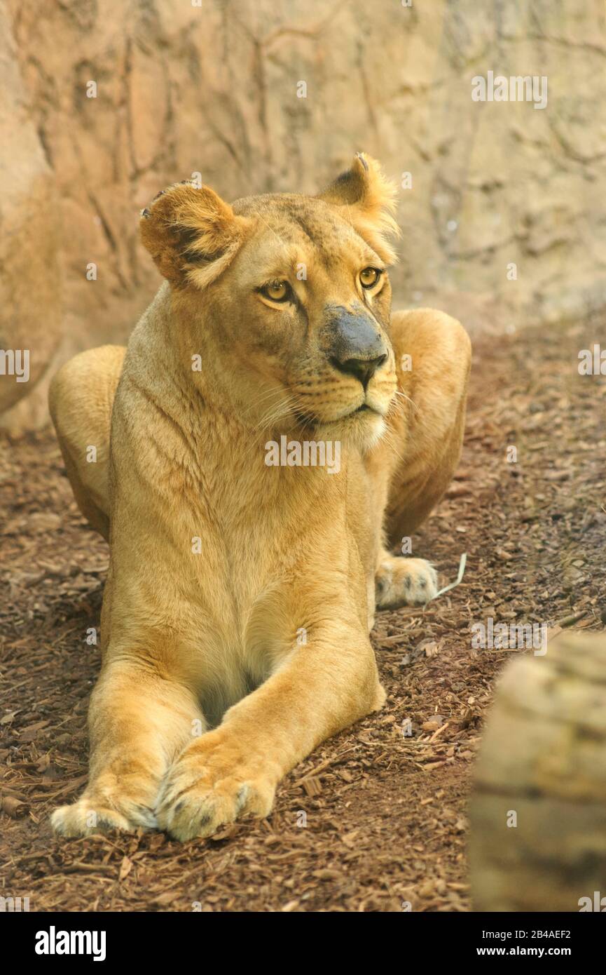 Lionne la regardant Banque de photographies et d’images à haute ...
