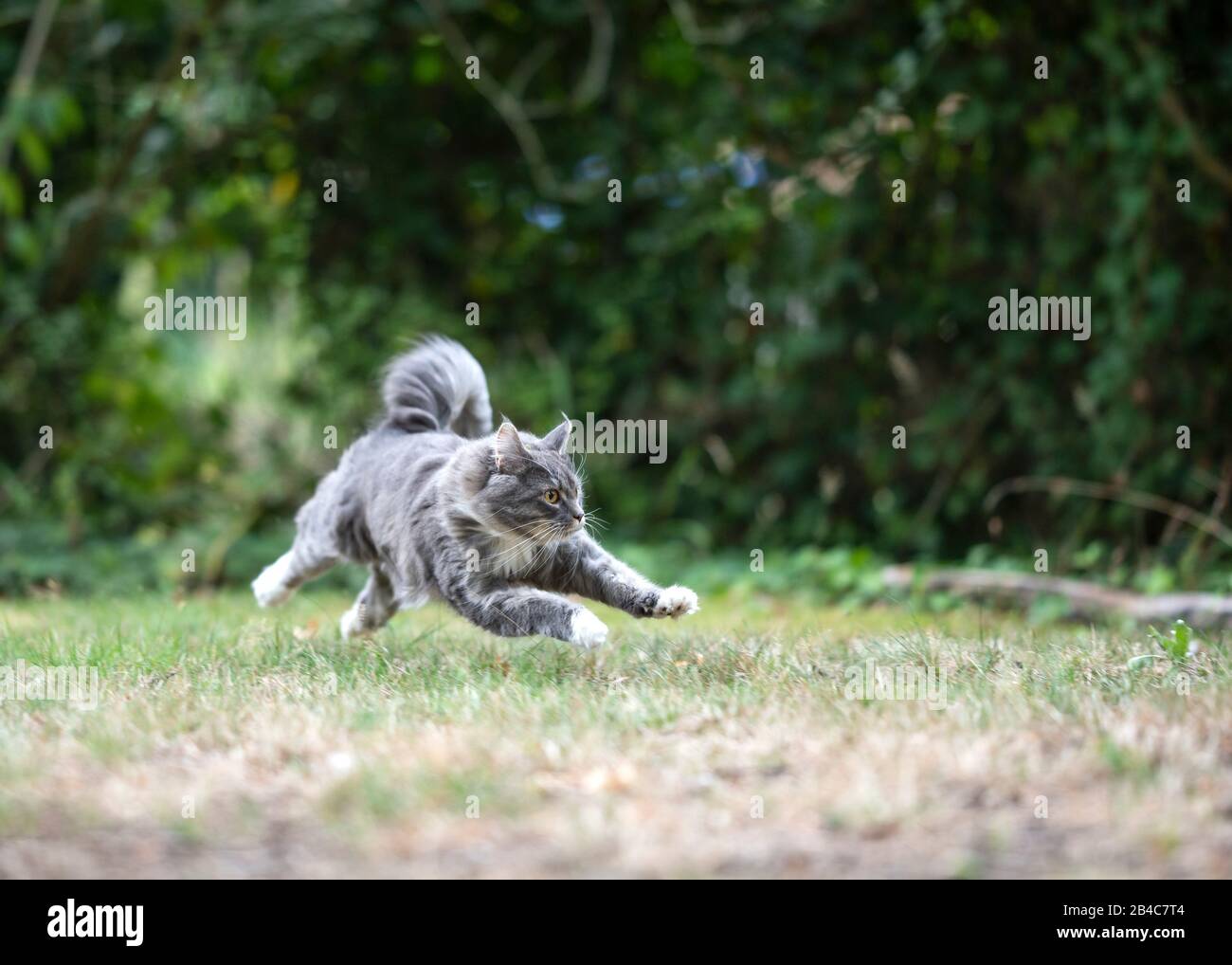 tabby bleu maine coon chat courir très rapidement dans l'environnement ...