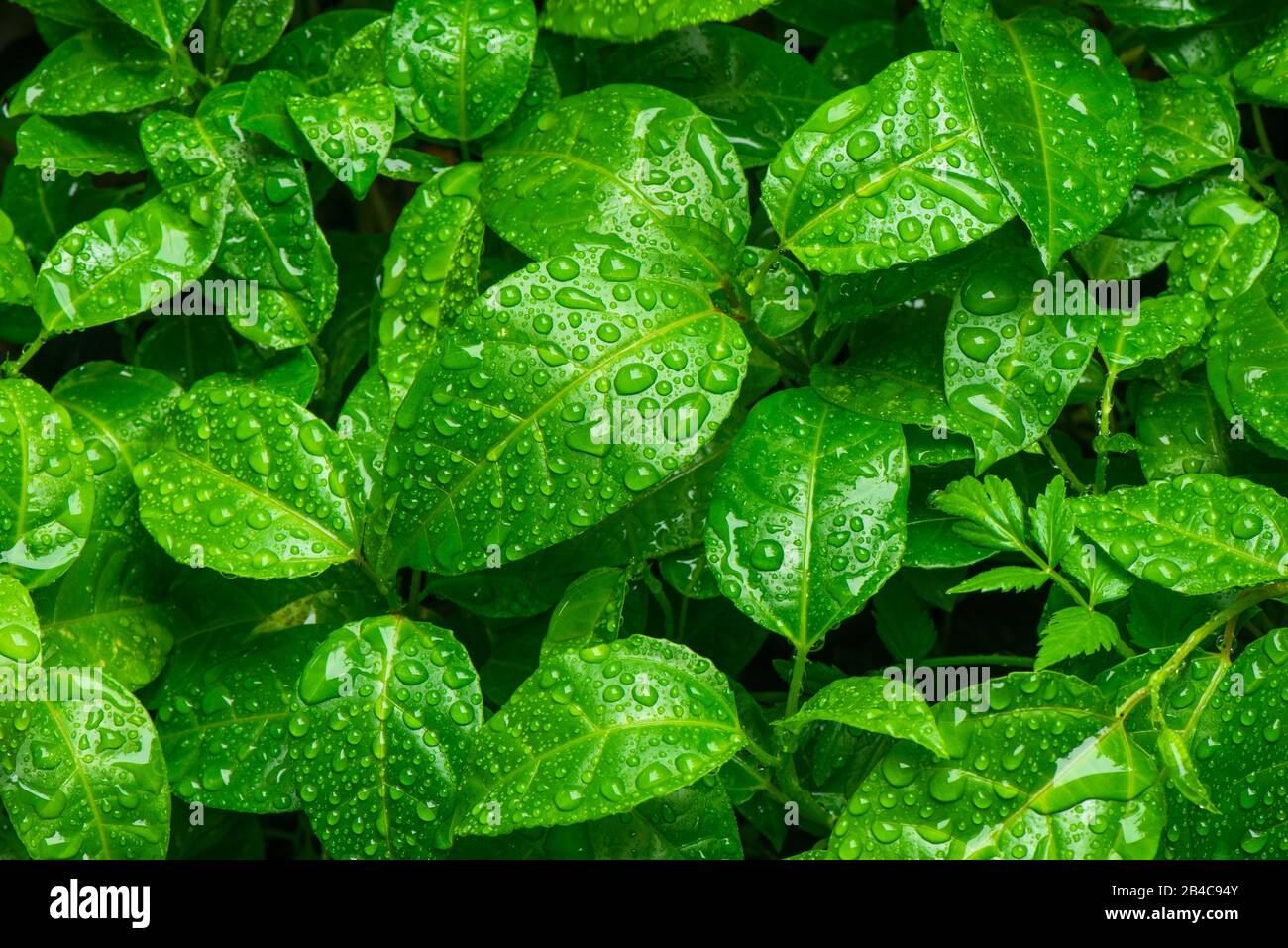 Belle feuille verte Banque de photographies et d’images à haute ...