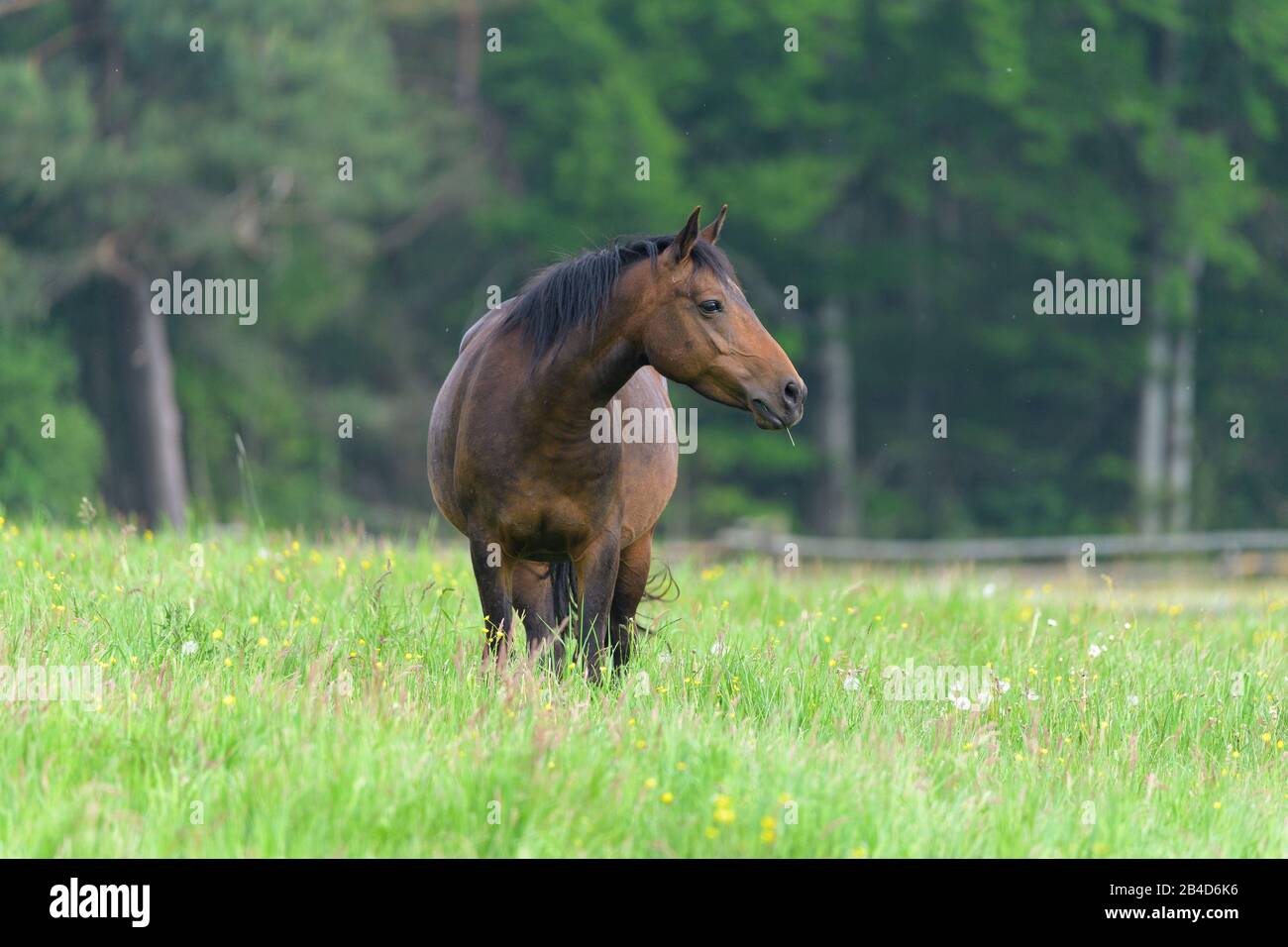 Jument cheval Banque de photographies et d’images à haute résolution ...
