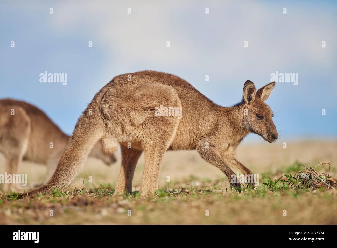Giant kangaroo Banque de photographies et d’images à haute résolution ...