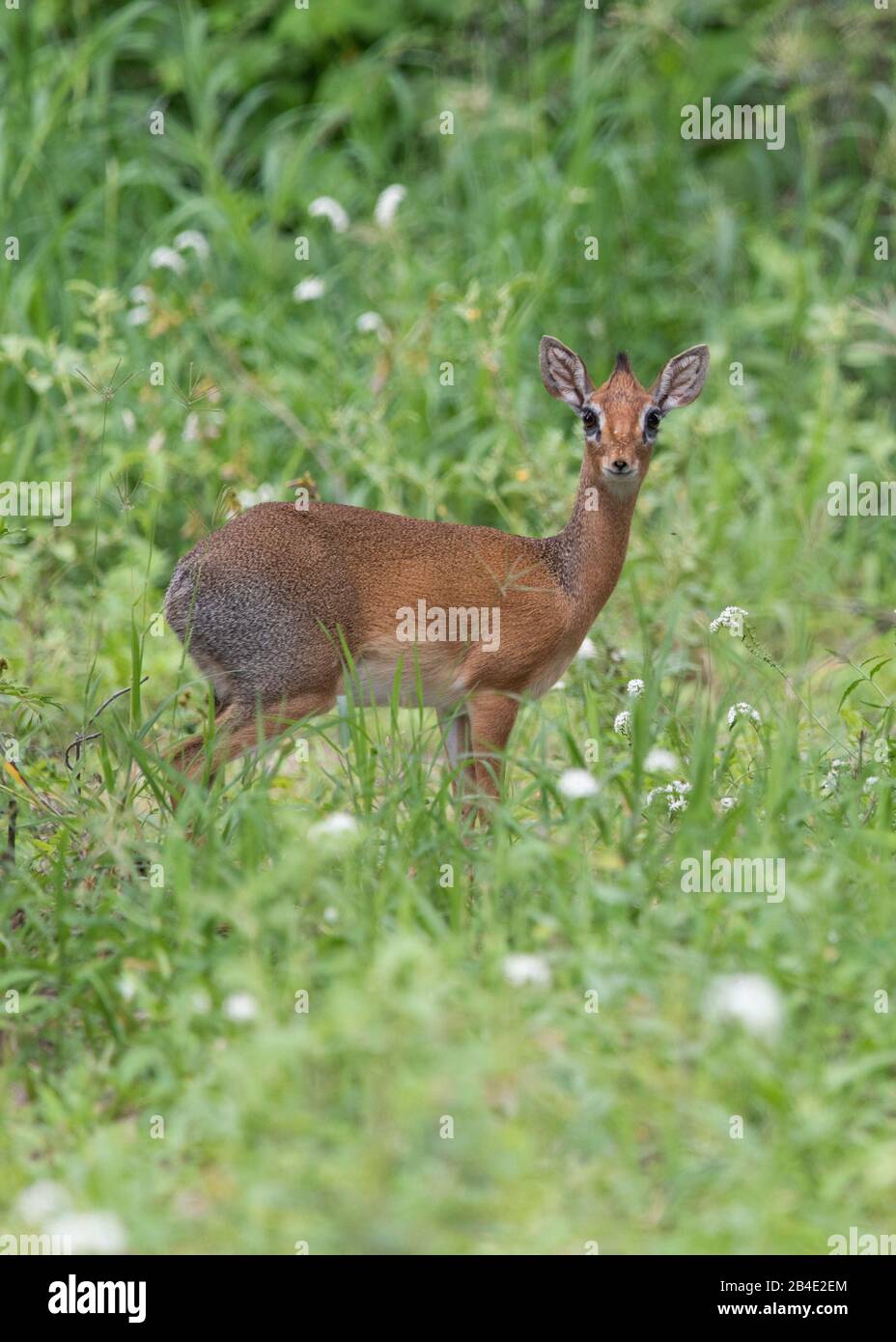 Dwarf antelope Banque de photographies et d’images à haute résolution ...