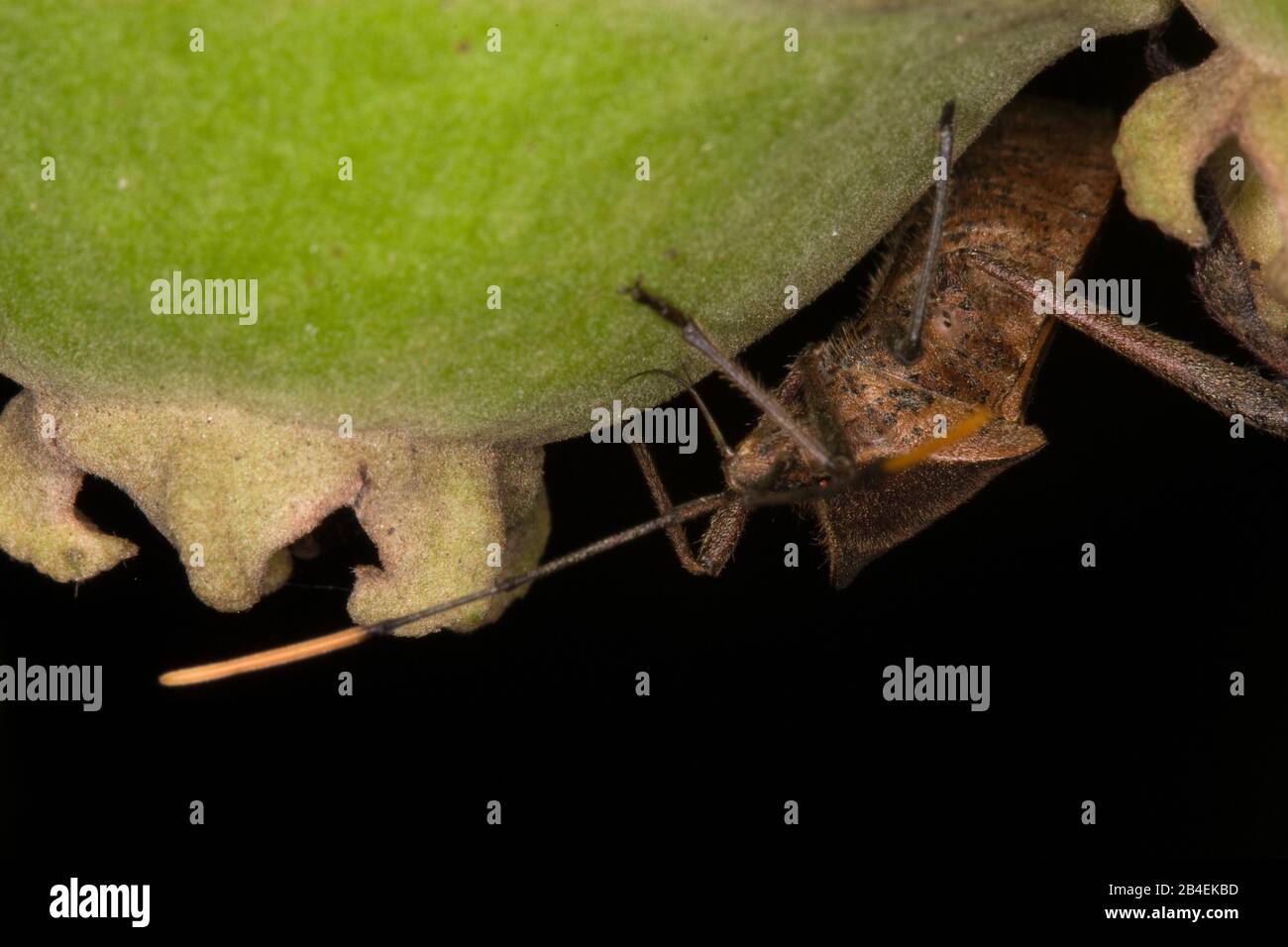 Campomanesia phaea Banque de photographies et d’images à haute ...