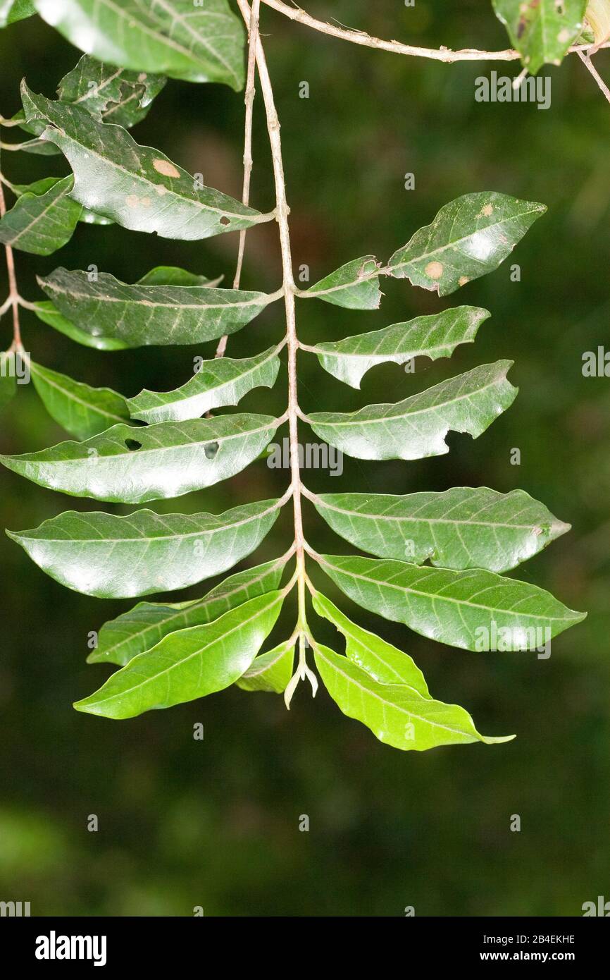 Campomanesia phaea Banque de photographies et d’images à haute ...