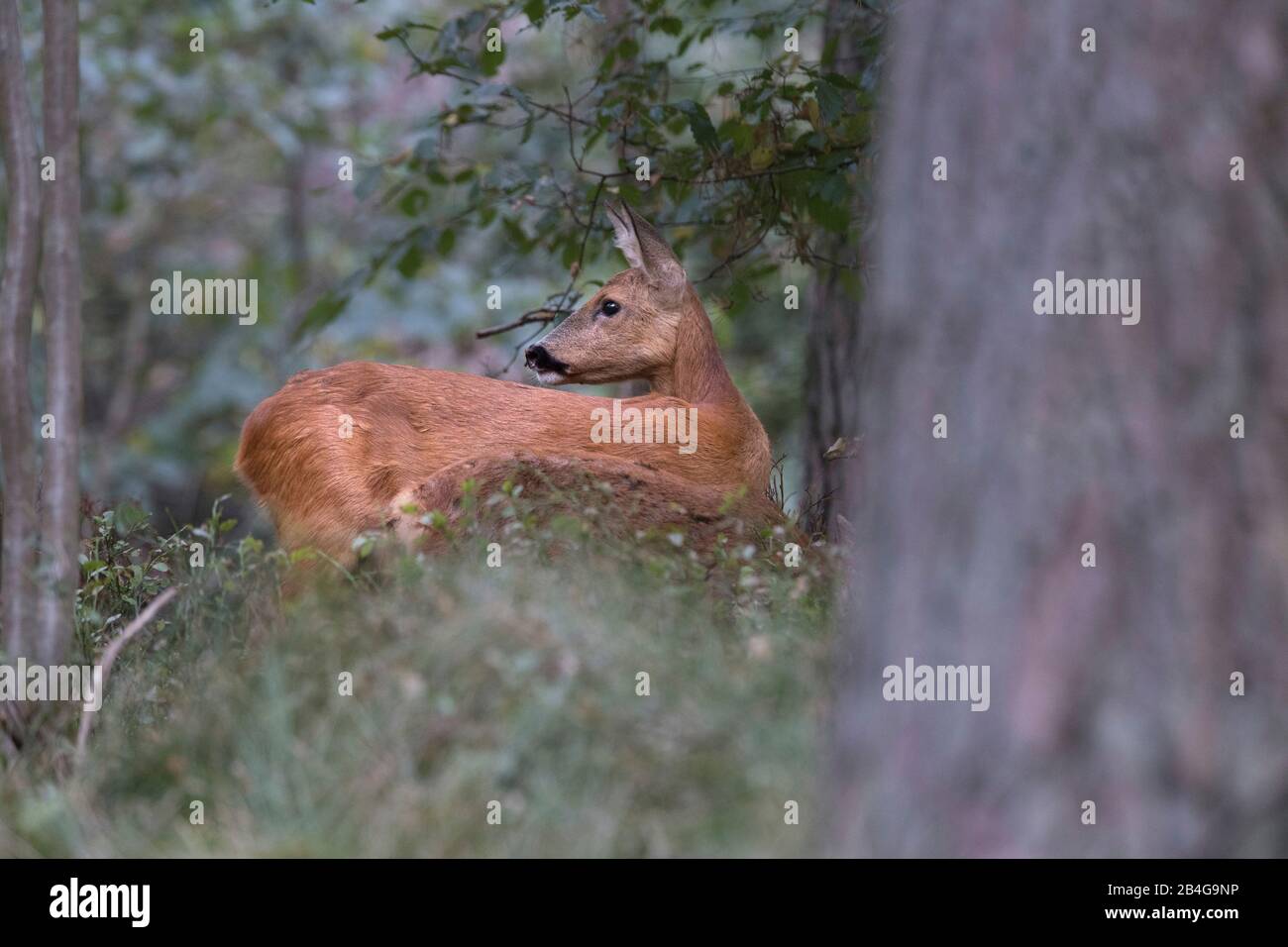 Nouveau chevreuil forestier Banque de photographies et d’images à haute ...
