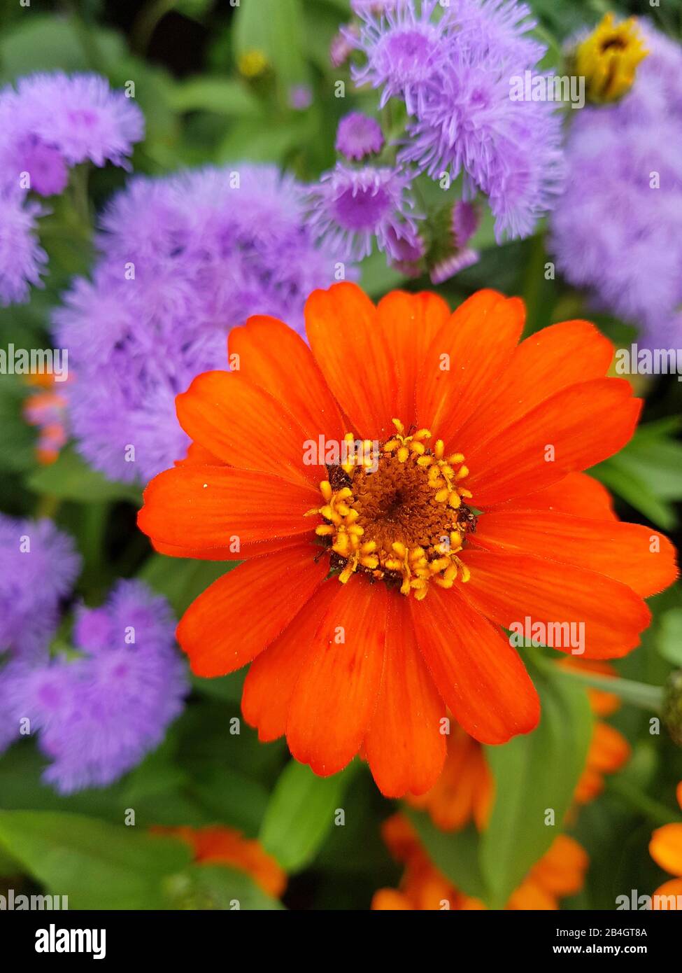 Orange rouge Banque de photographies et d’images à haute résolution - Alamy