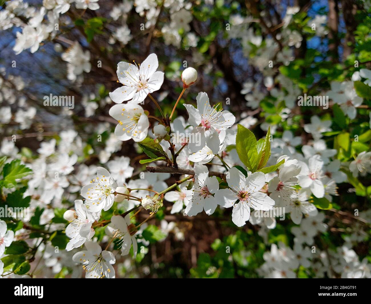 Arbre à fleurs blanches Banque de photographies et d’images à haute ...