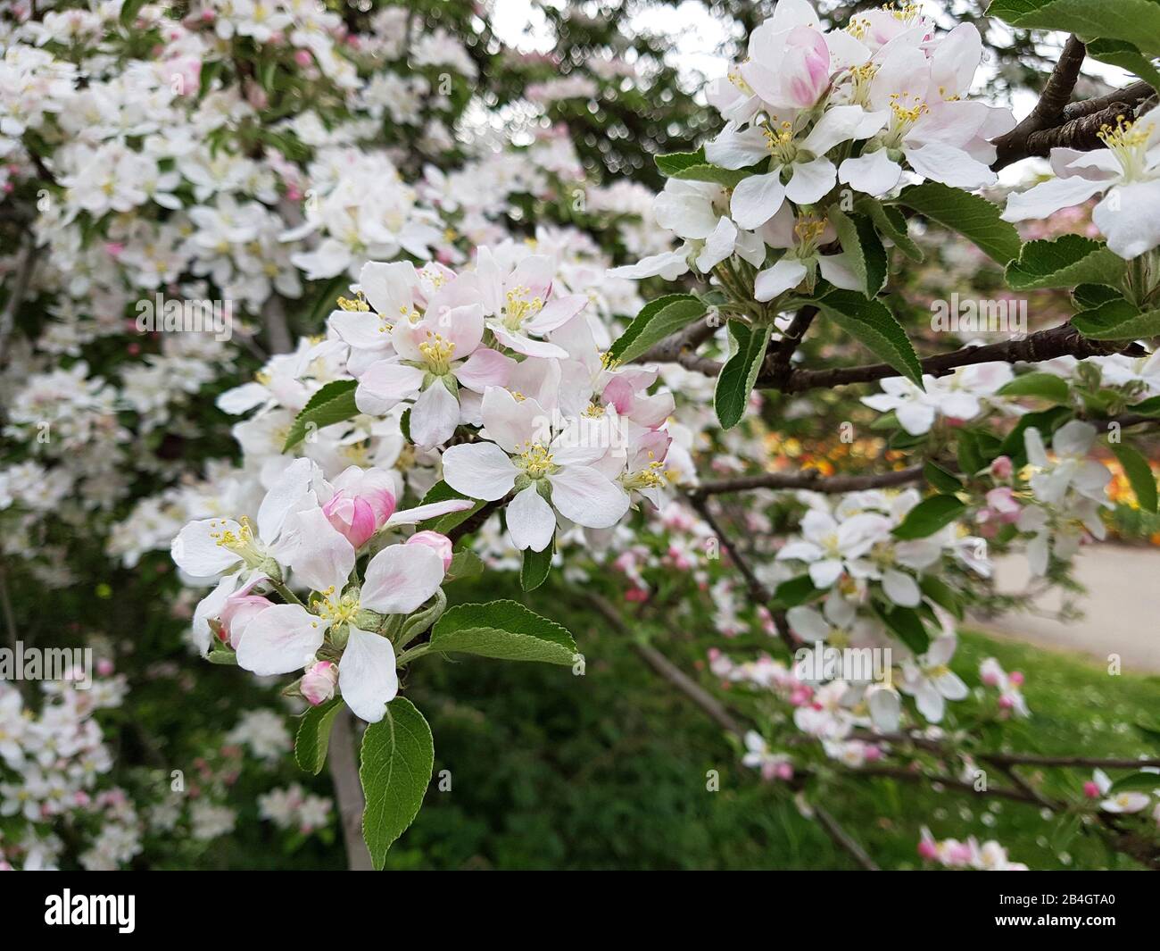 Arbre Grosse Fleur Blanche