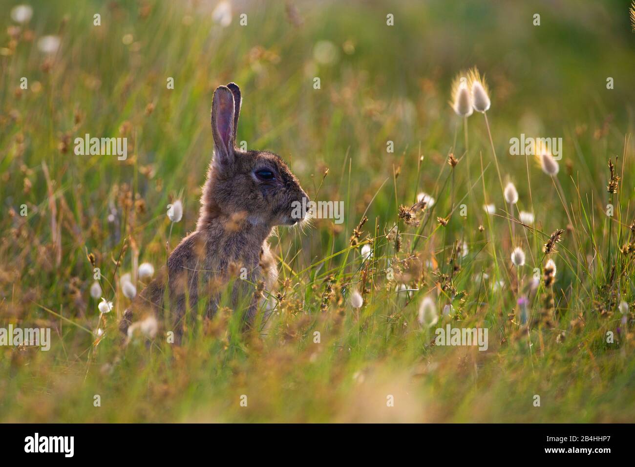 Queue de lapin Banque de photographies et d’images à haute résolution ...