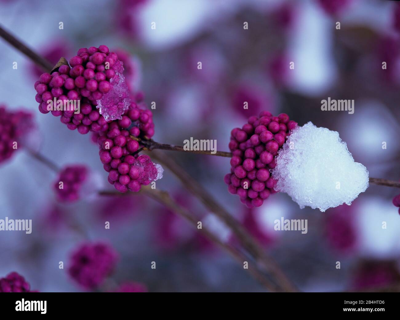 Fruits fruitiers Banque de photographies et d’images à haute résolution ...