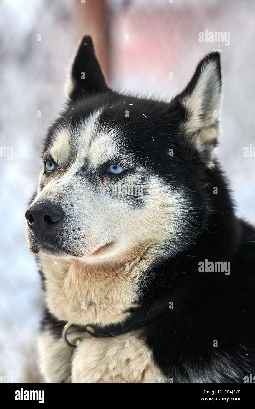 Husky Sibérien Noir Et Blanc Banque d'image et photos - Alamy