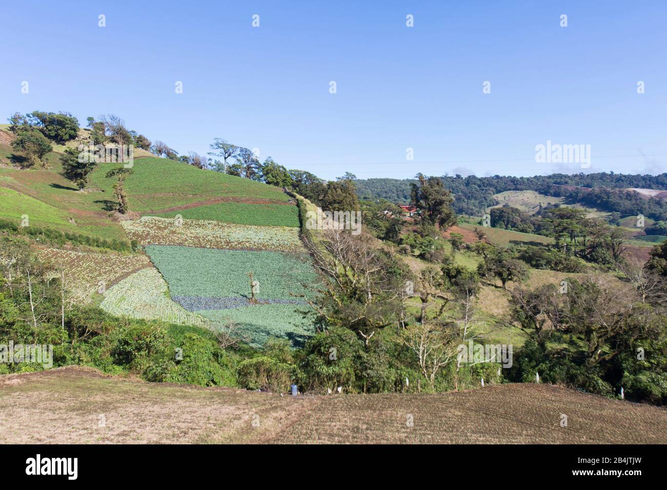 Costa rica agriculture Banque de photographies et d’images à haute ...