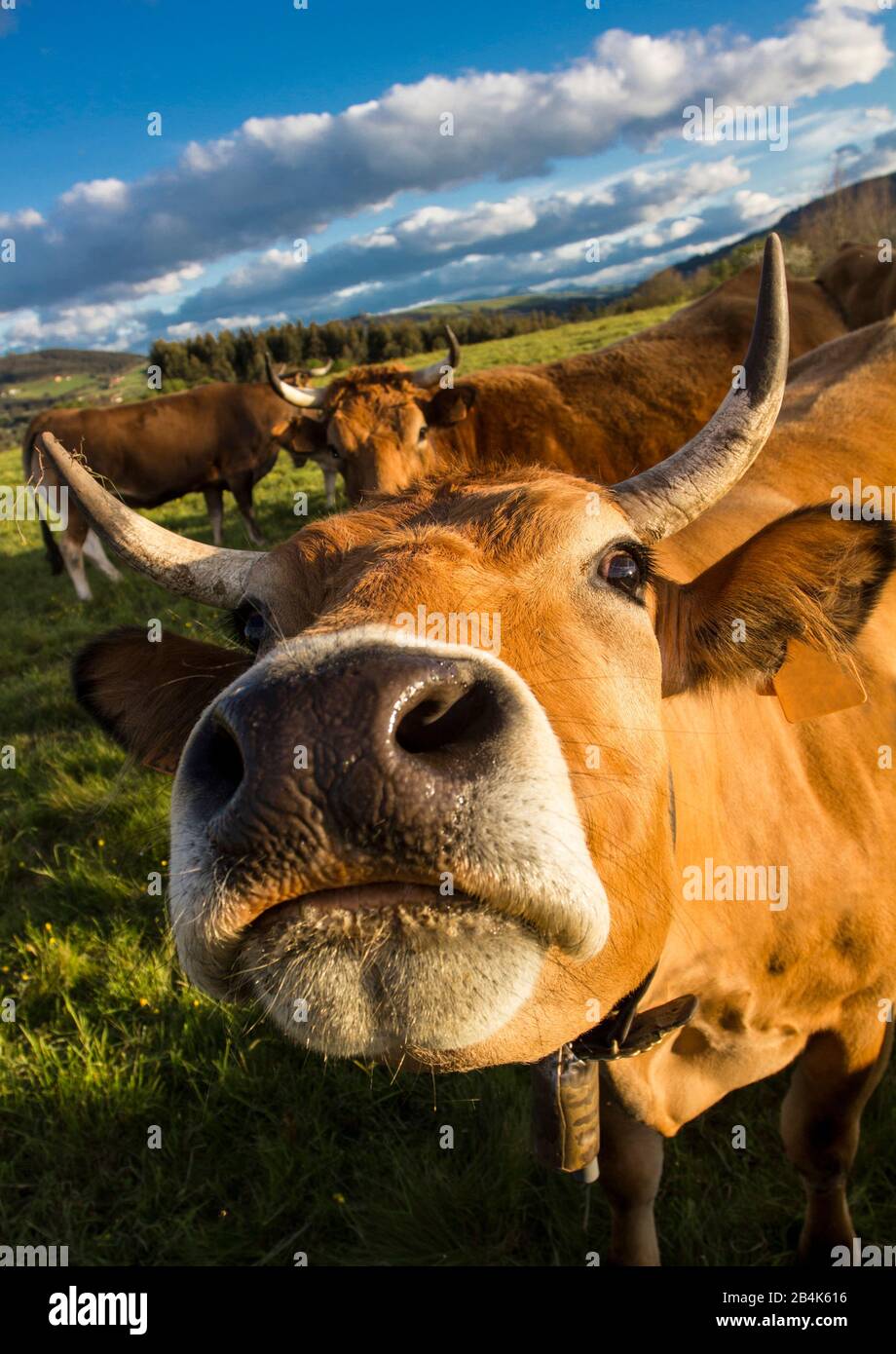 Cow tongue up nose Banque de photographies et d’images à haute ...