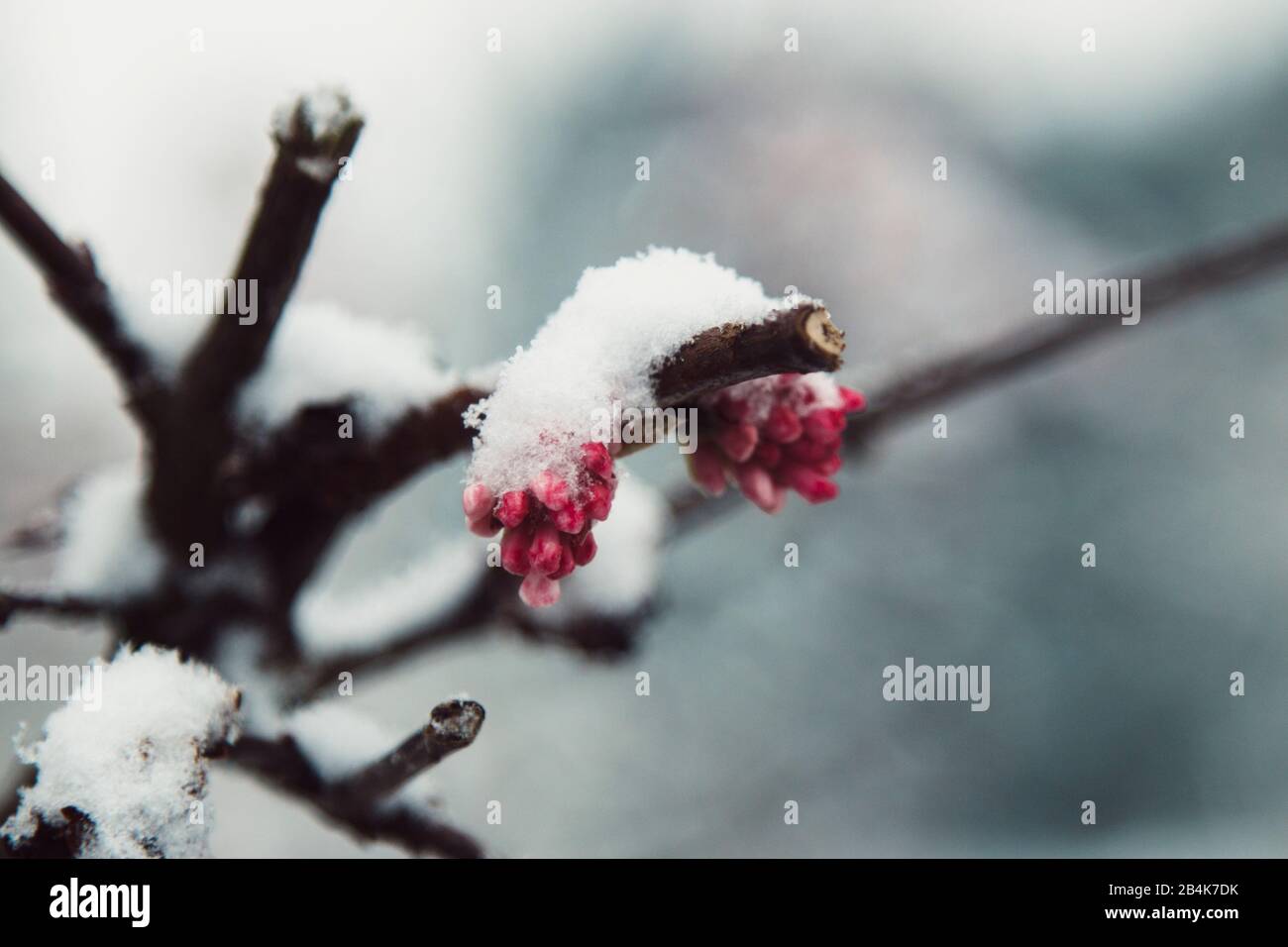 Baies rouges sur les arbres Banque de photographies et d’images à haute ...
