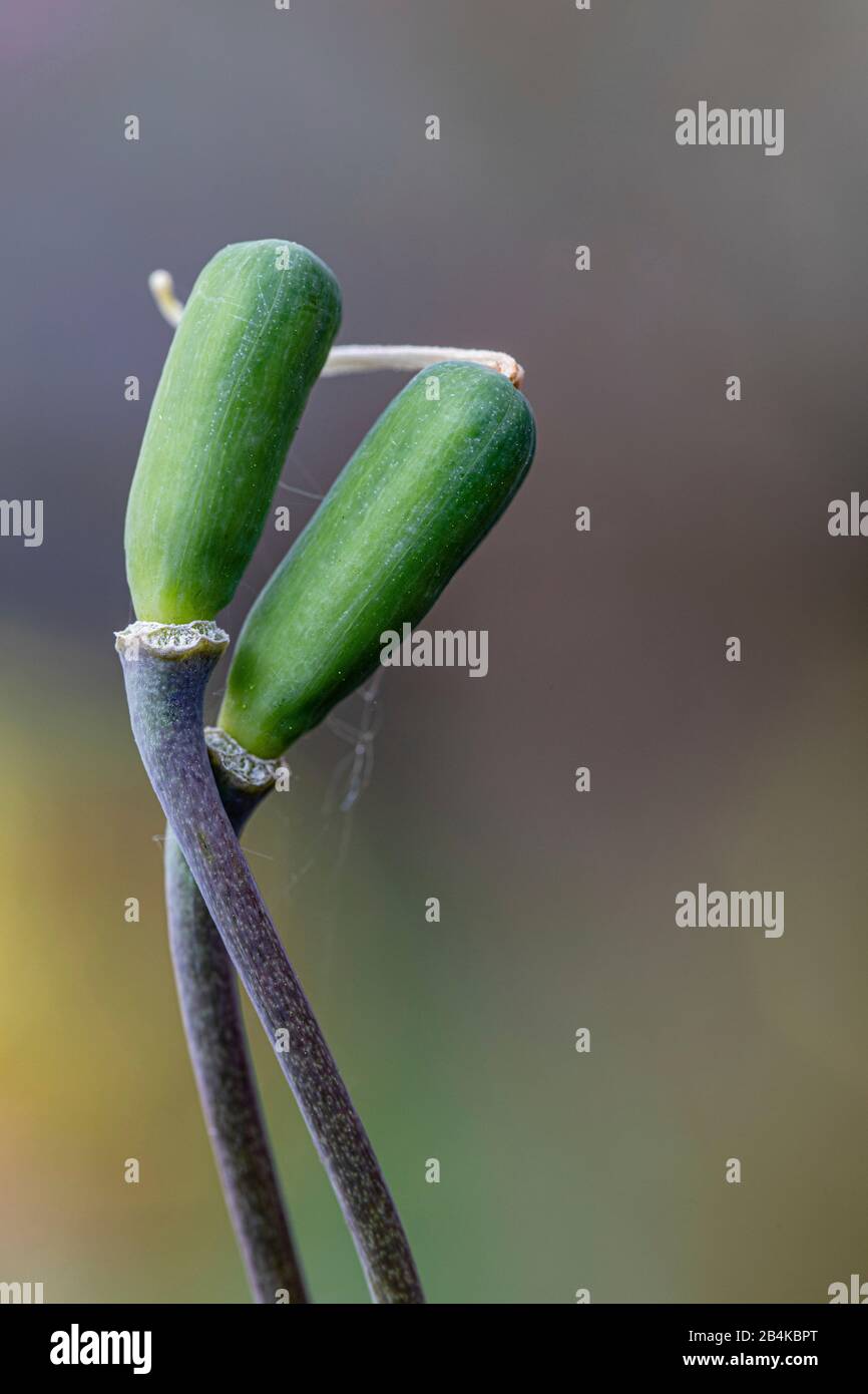 Capsule fruit Banque de photographies et d’images à haute résolution ...