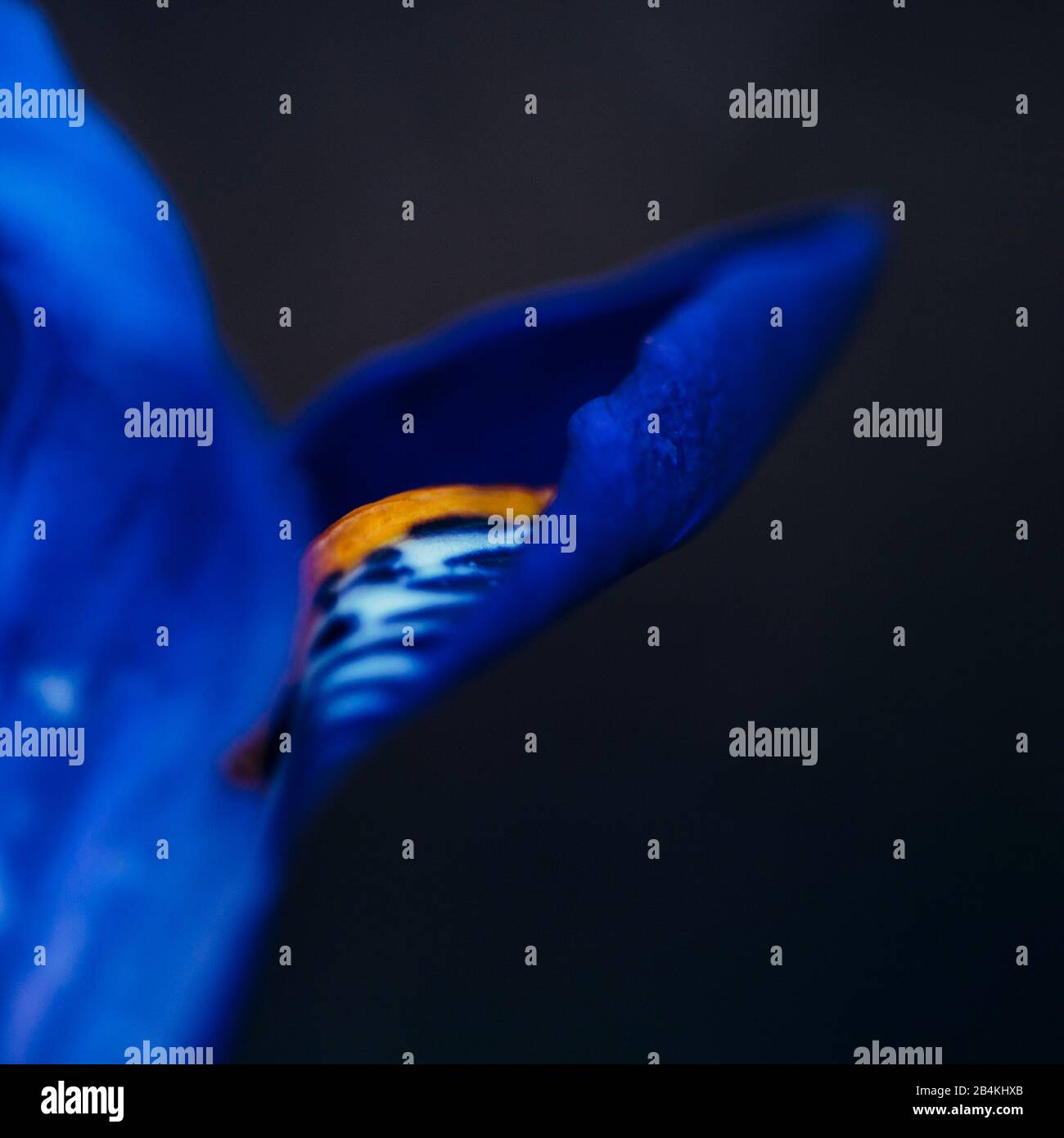 Iris bleu Banque de photographies et d’images à haute résolution - Alamy