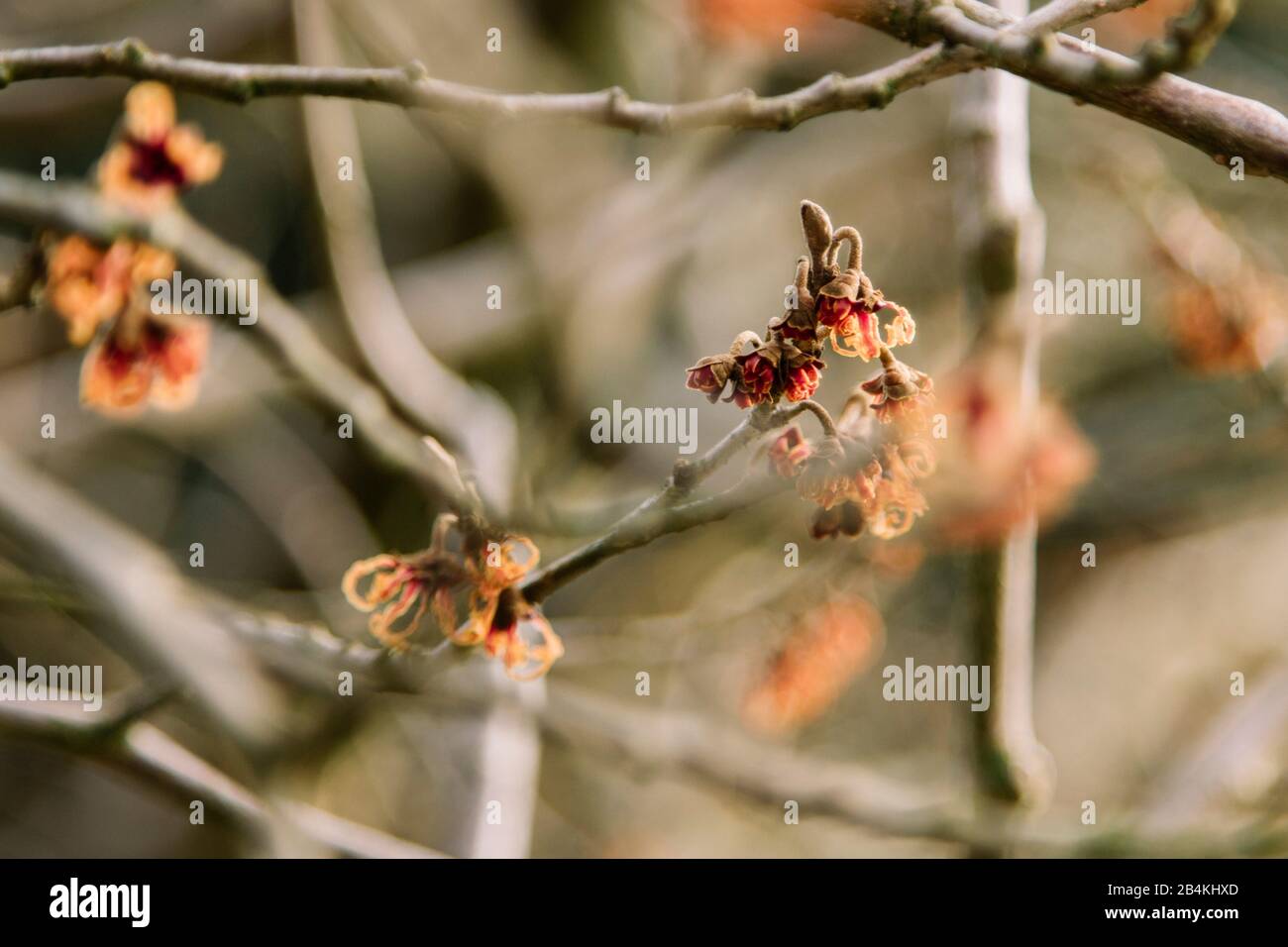 Plante avec des bourgeons Banque de photographies et d’images à haute ...