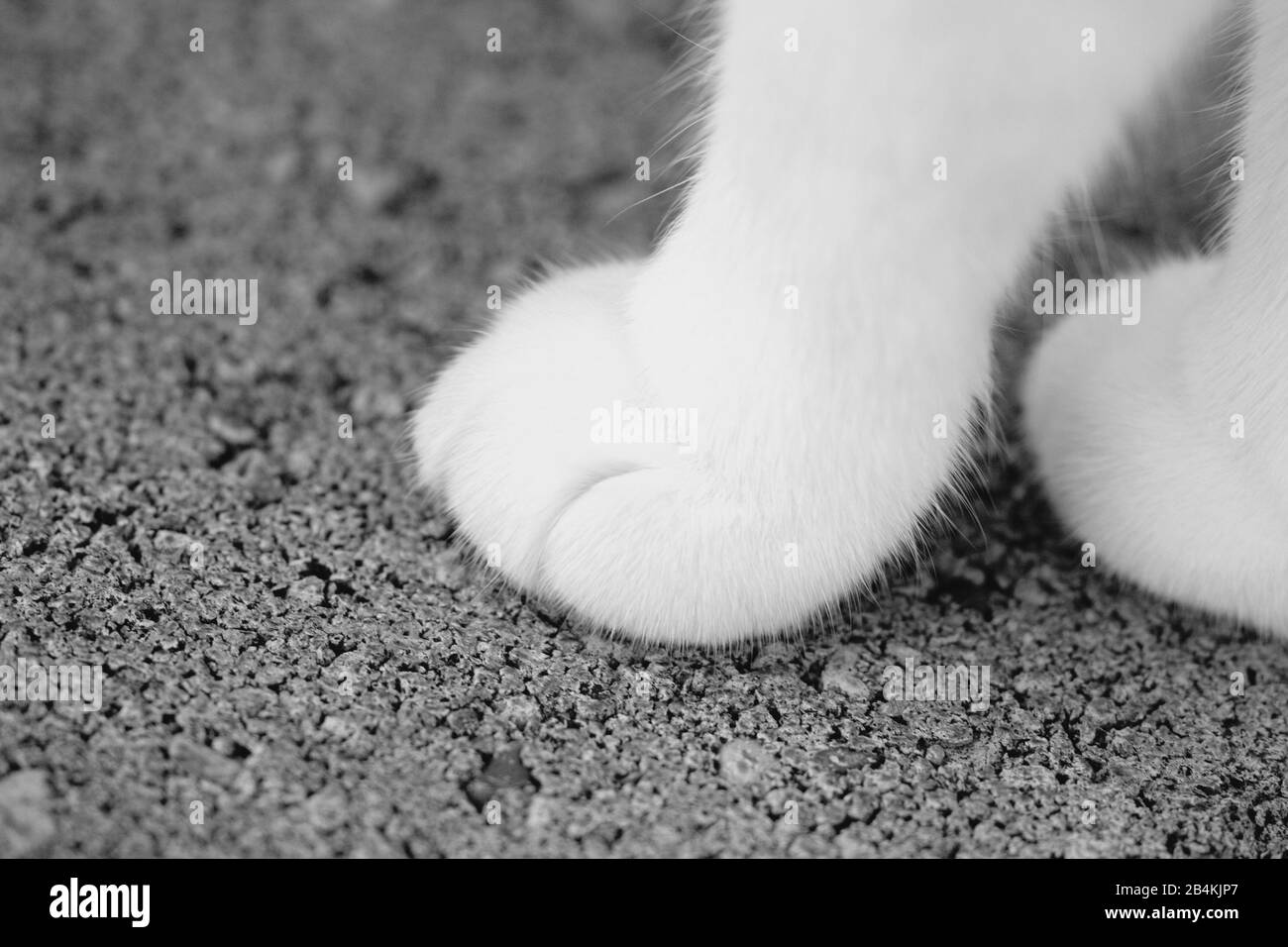 Pierre patte Banque de photographies et d’images à haute résolution - Alamy