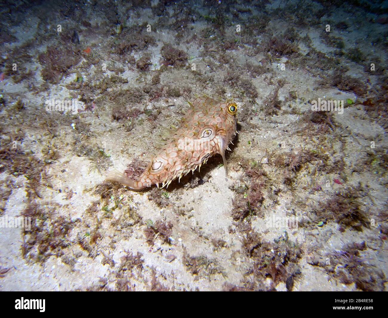 Chilomycterus antillarum Banque de photographies et d’images à haute ...