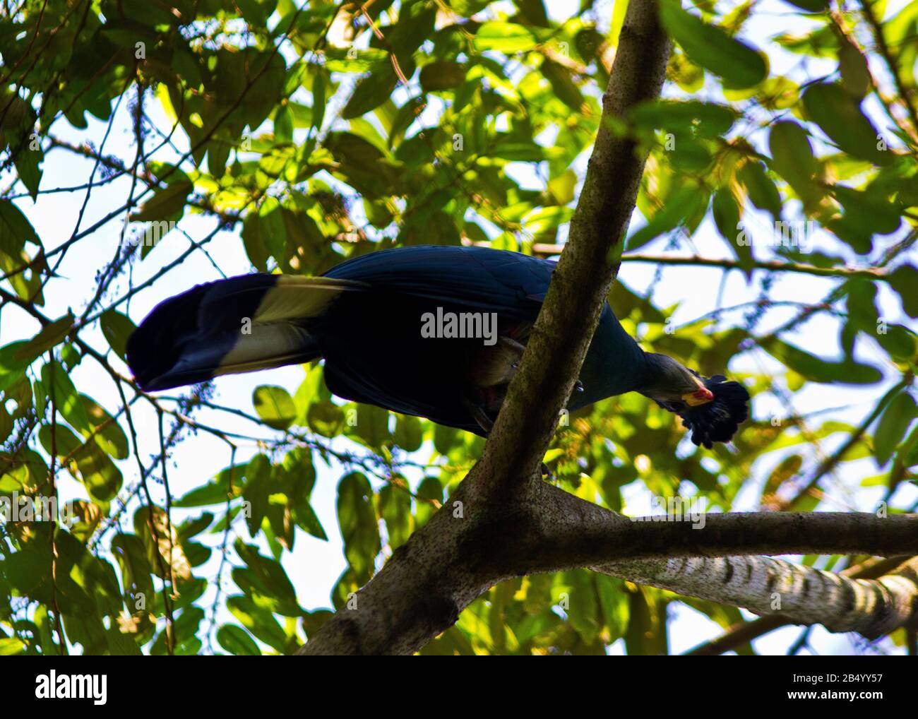 Le plus grand turaco Banque de photographies et d’images à haute ...
