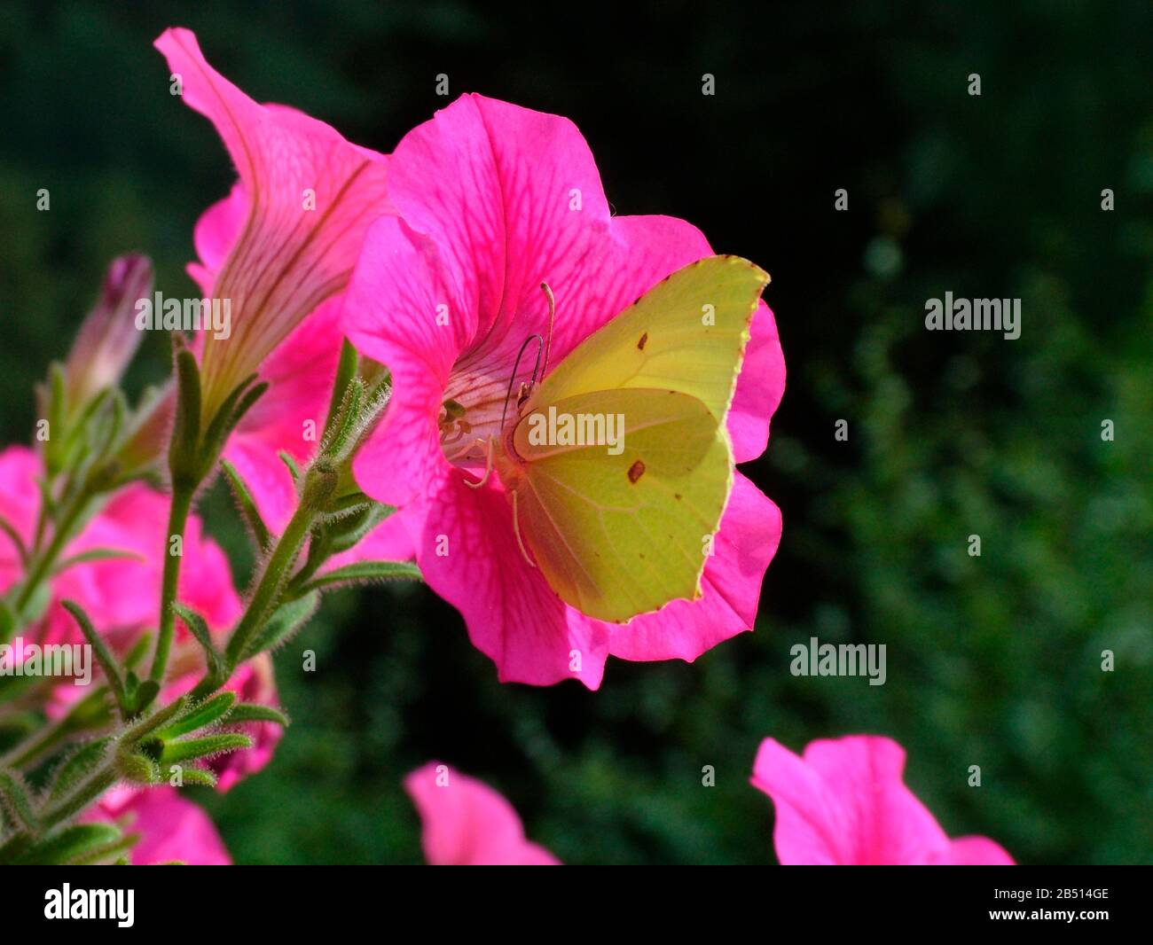 Lemon butterfly Banque de photographies et d’images à haute résolution ...