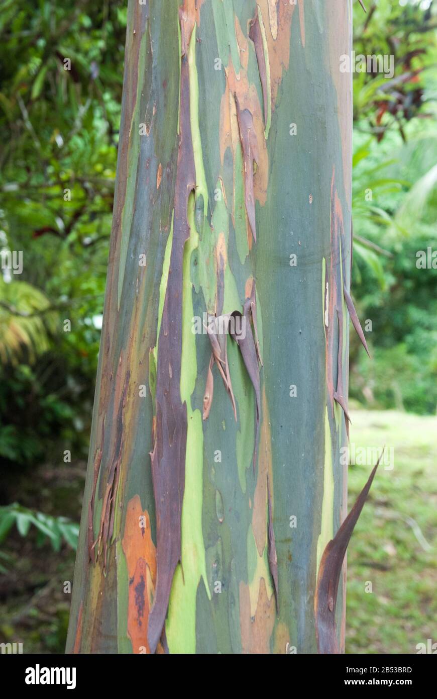 Eucalyptus deglupta Banque de photographies et d’images à haute ...