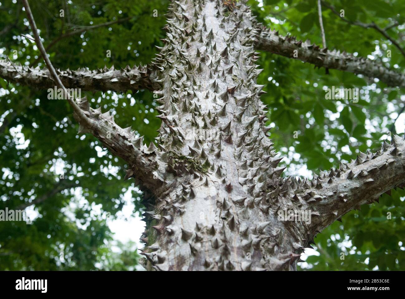 Sandbox tree Banque de photographies et d’images à haute résolution - Alamy