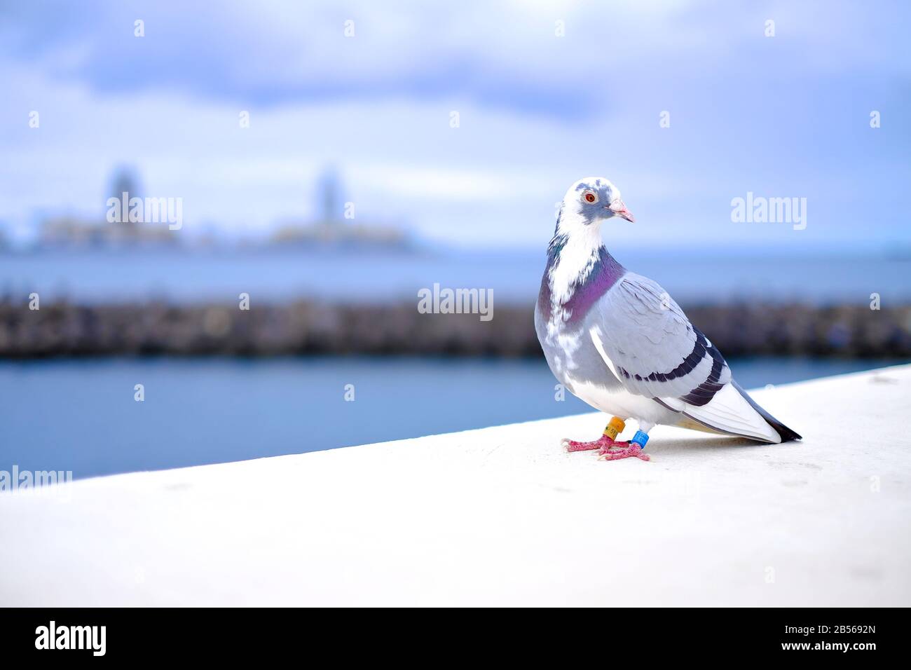 Pigeon Voyageur Message Banque d'image et photos - Alamy
