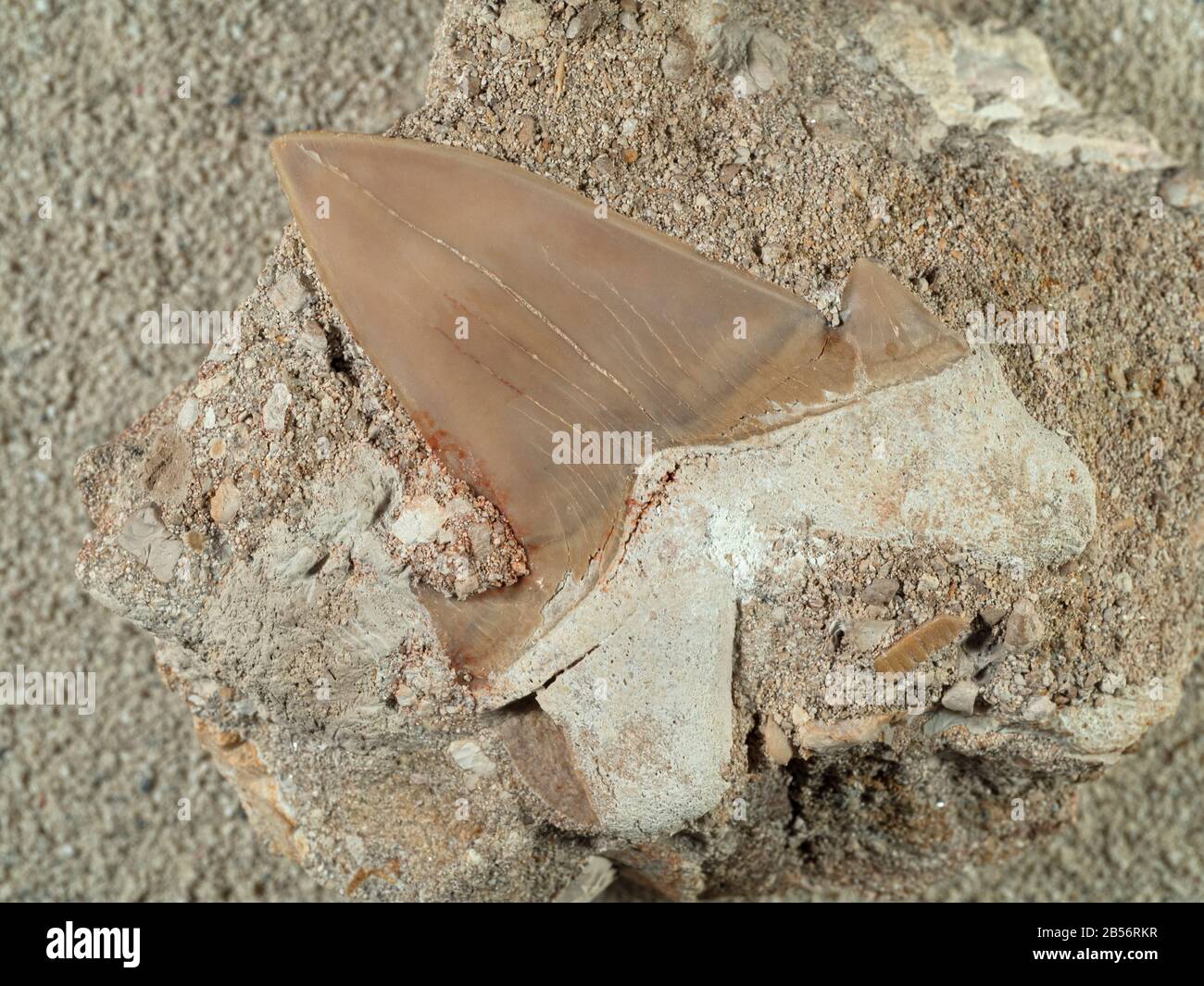 Dent fossile de la mâchoire d'un requin-maquereau géant éteint, Otodus ...