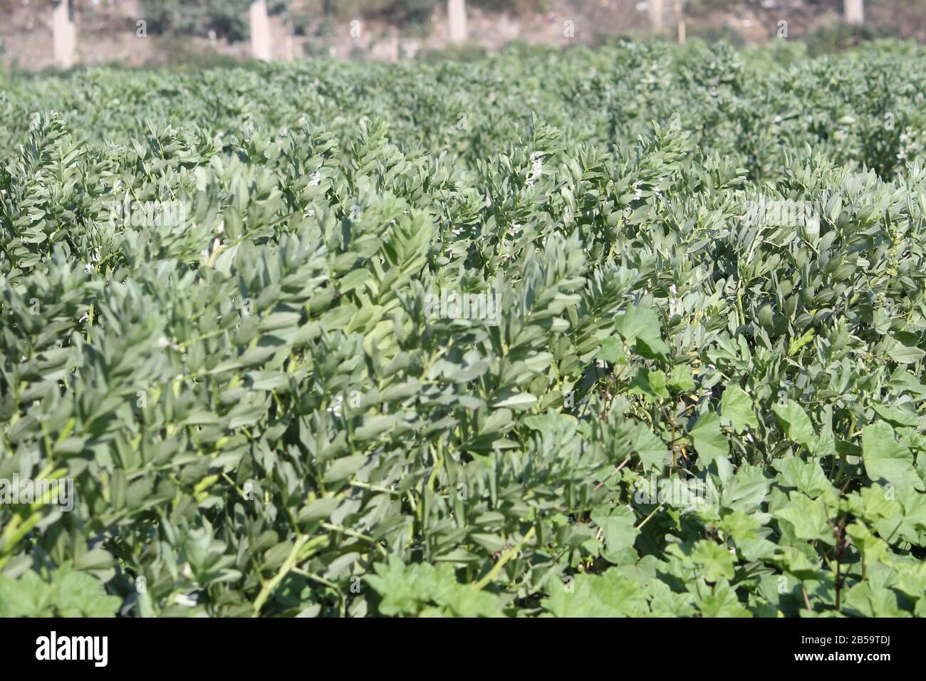 Fava bean plant Banque de photographies et d’images à haute résolution ...