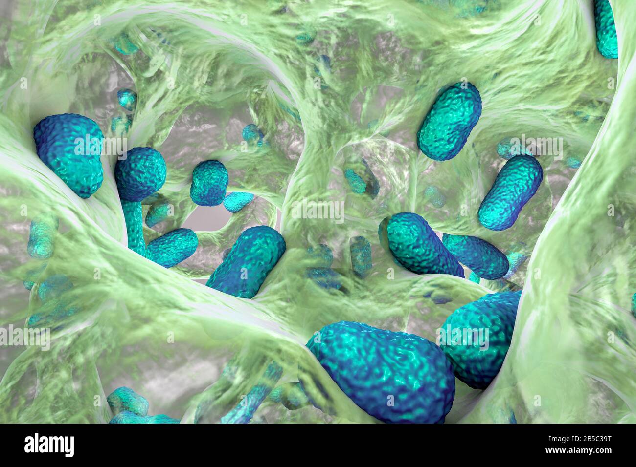 Bacterias acinetobacter baumannii Banque de photographies et d’images à haute résolution - Alamy